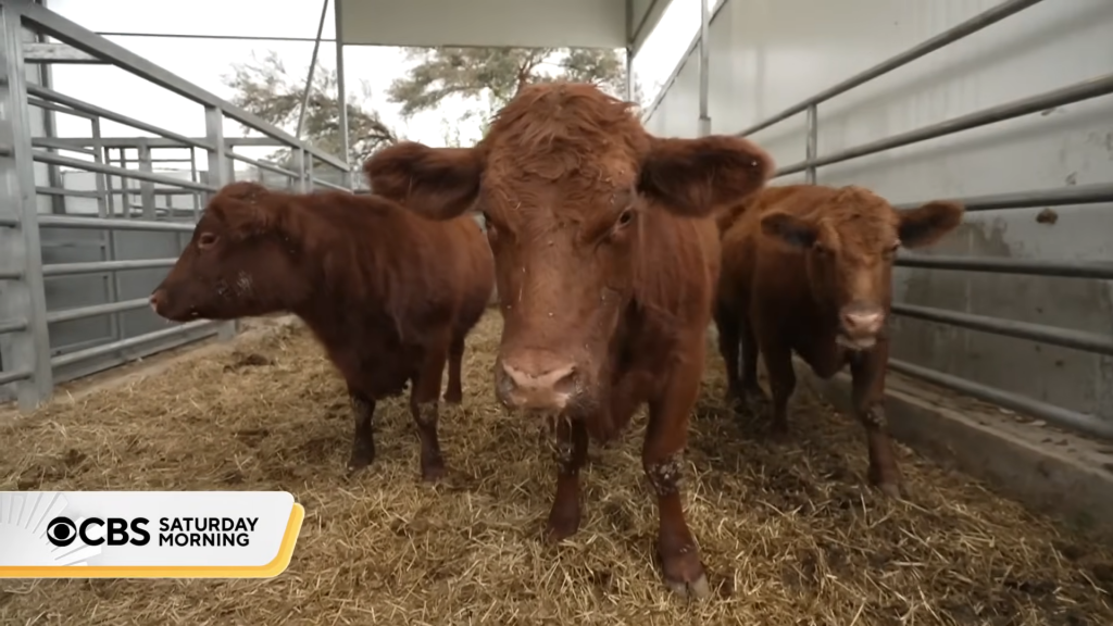 About The Red Heifer Nonsense - Walid Shoebat